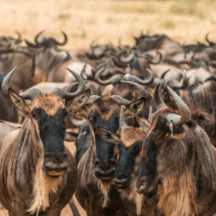 The most unique African animals and where to find them | Governors