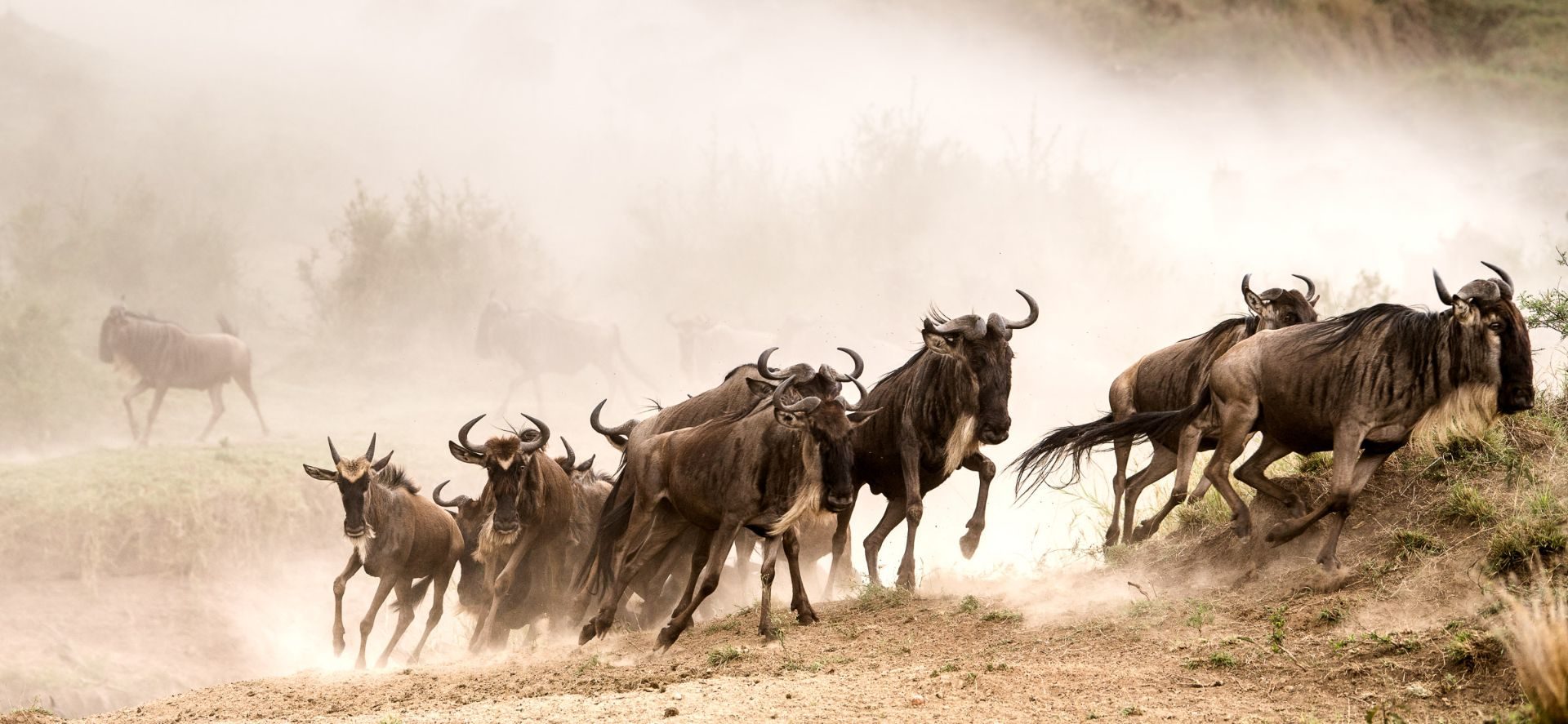Masai Mara Wildebeest Migration Safari | The Governors' Camp Collection