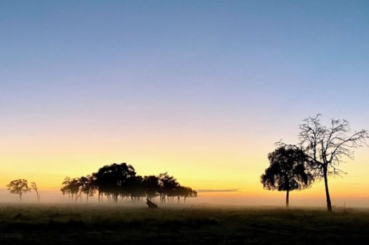 Masai Mara weather and wildlife November 2020 - The Governors Camp