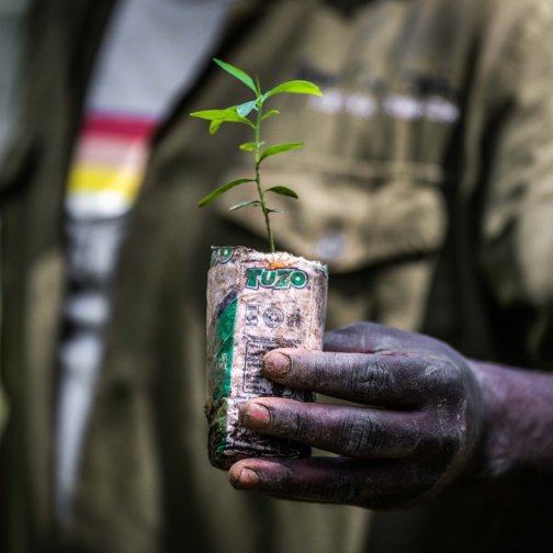 Tree Planting Programs - The Governors Camp