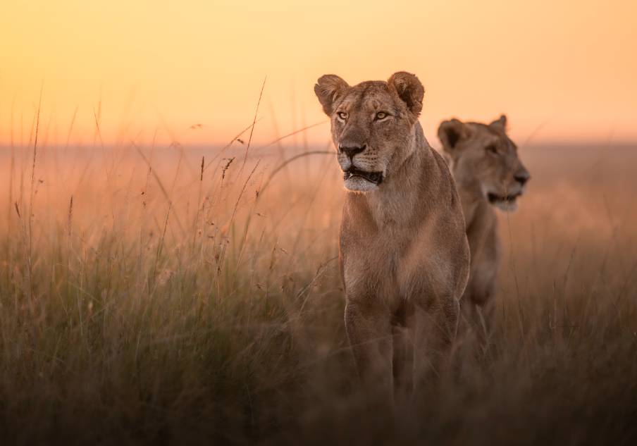 The Marsh Pride of Lions - The Governors Camp