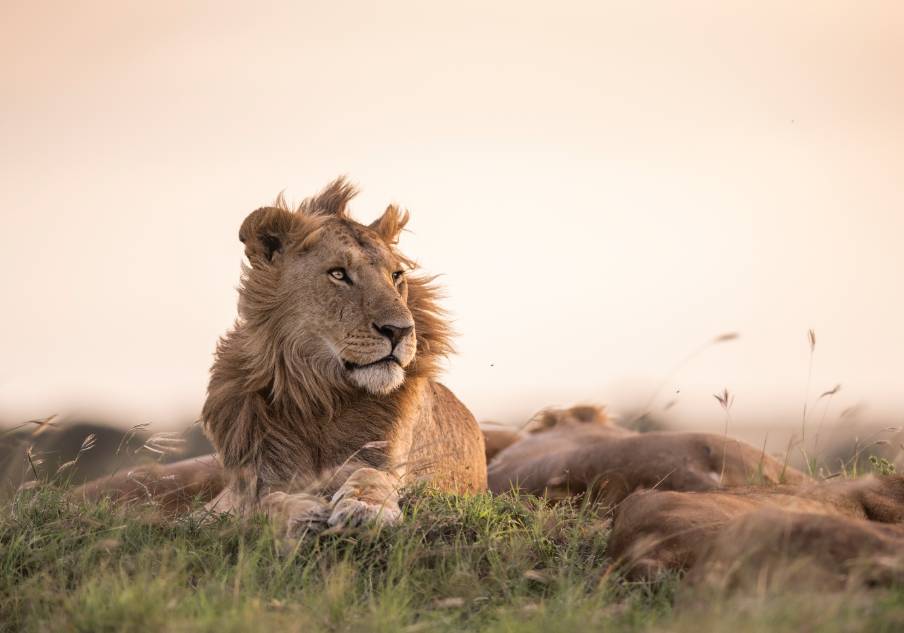 The Marsh Pride of Lions - The Governors Camp
