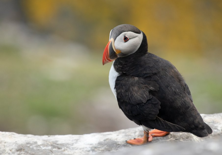 Sam Whitton - The Governors Camp