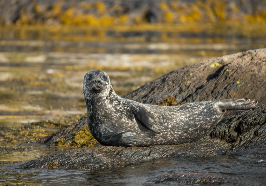 Sam Whitton - The Governors Camp