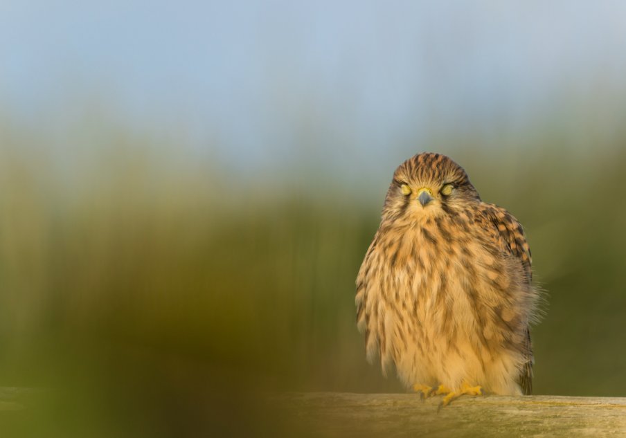 Sam Whitton - The Governors Camp