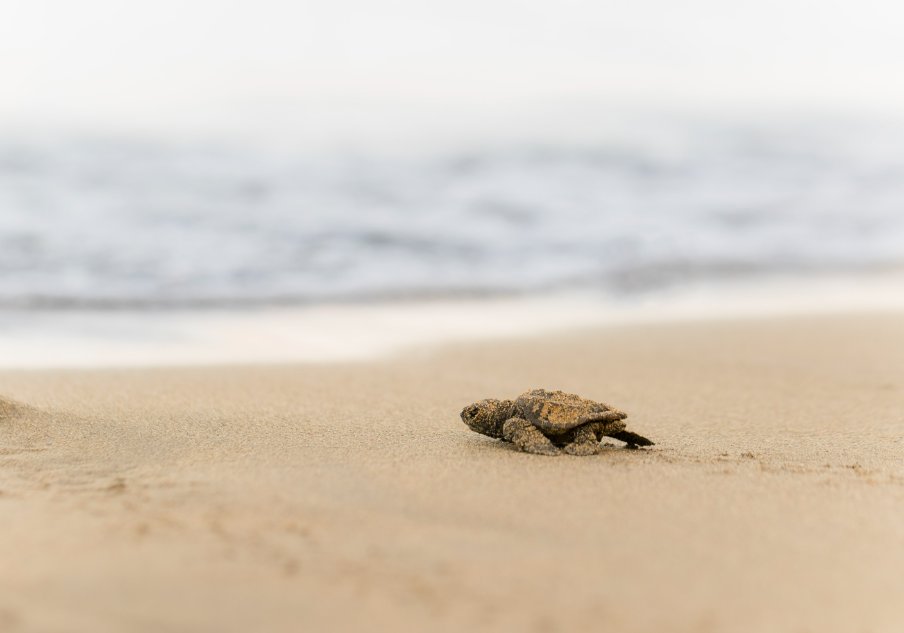 Sam Whitton - The Governors Camp