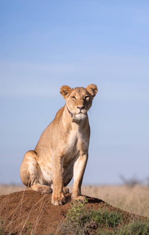 Experiences - The Governors Camp