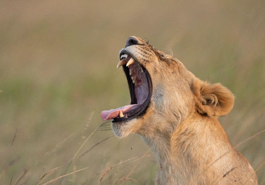 Sam Whitton - The Governors Camp