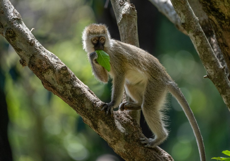 Sam Whitton - The Governors Camp