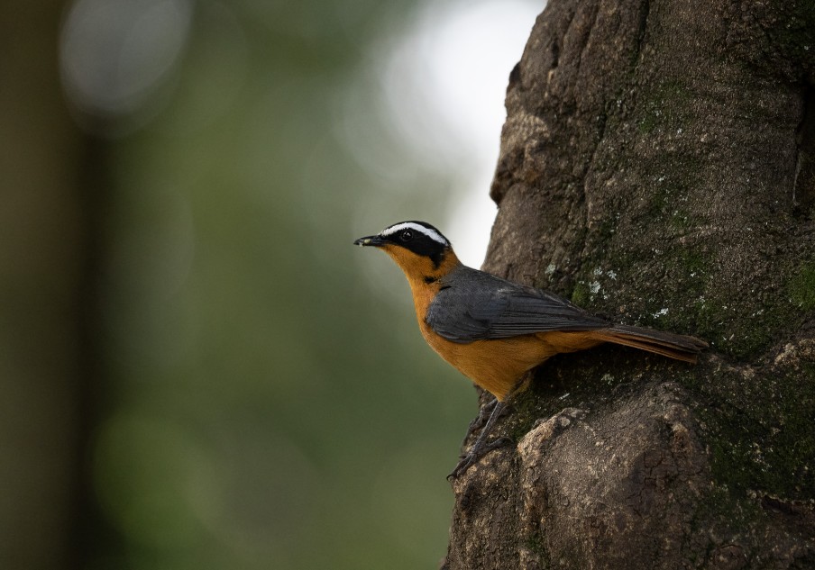 Sam Whitton - The Governors Camp