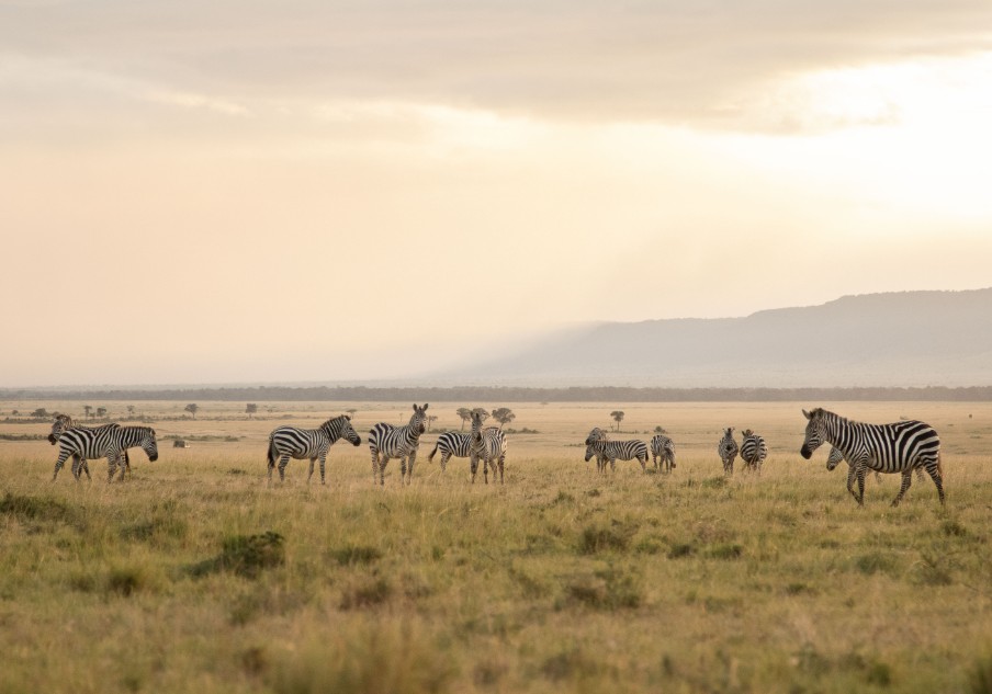 Sam Whitton - The Governors Camp
